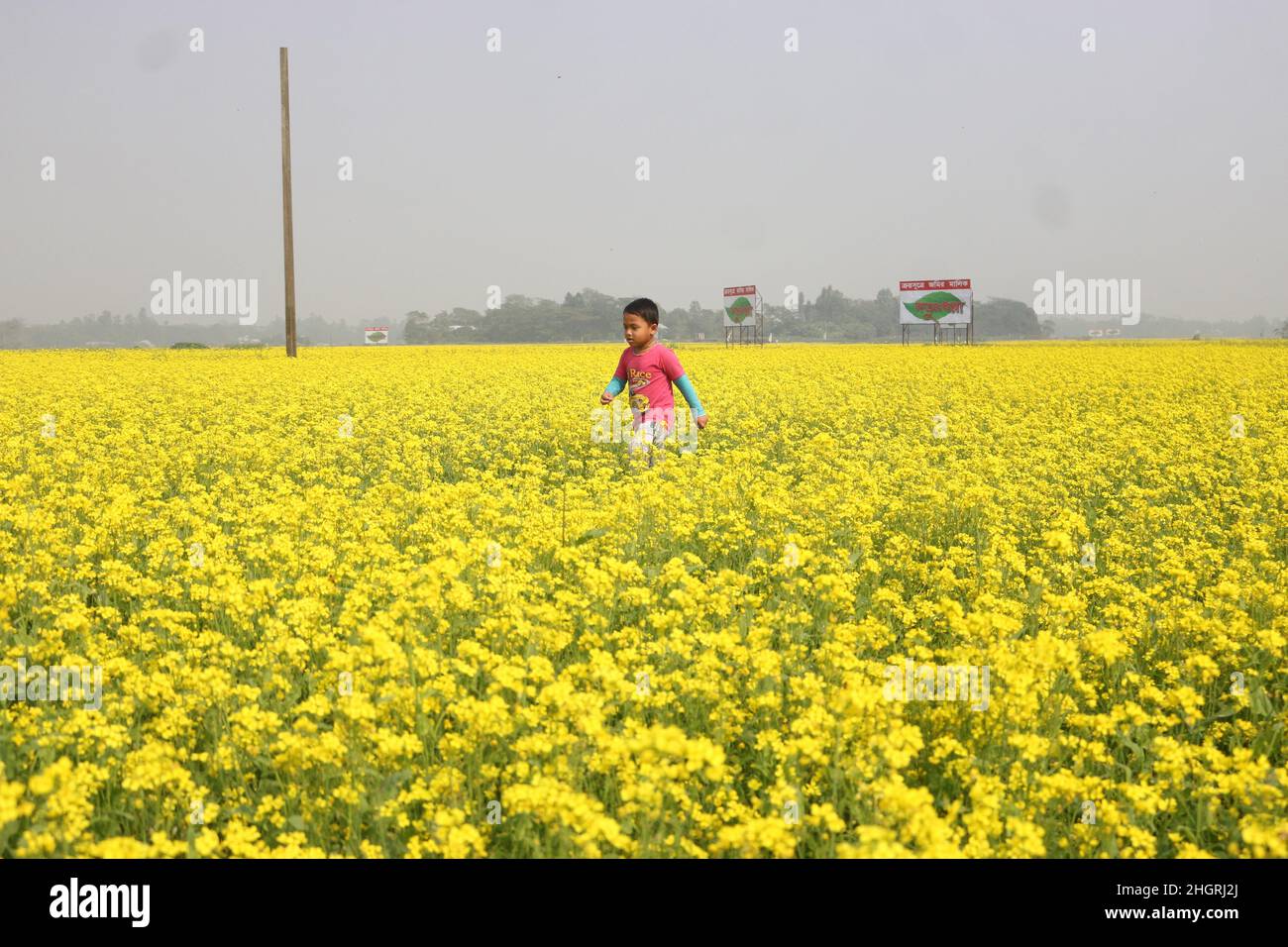 JANUARY 22,2022,DHAKA,BANGLADESH- Children are playing in the mustard ...