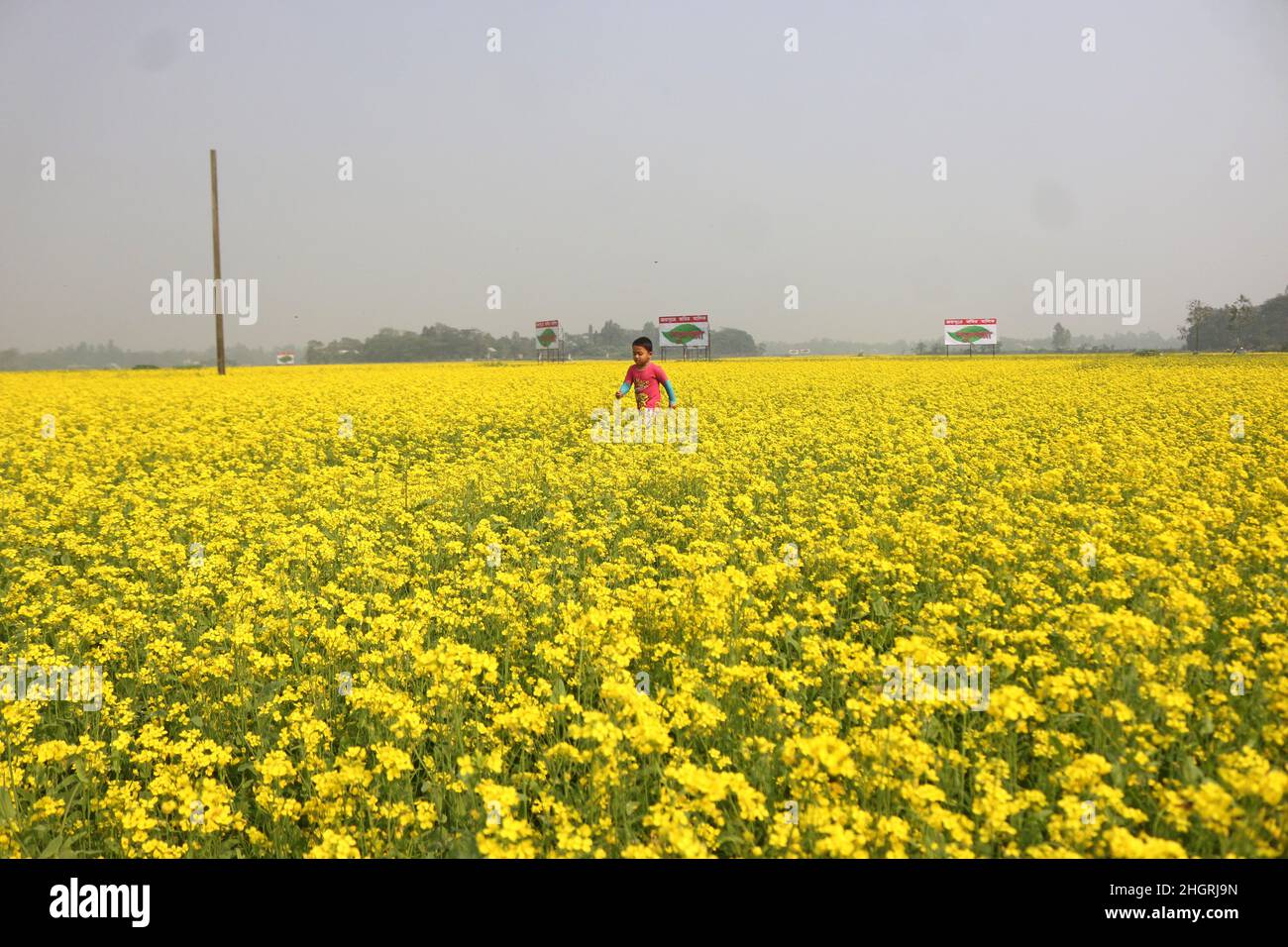 JANUARY 22,2022,DHAKA,BANGLADESH- Children are playing in the mustard ...
