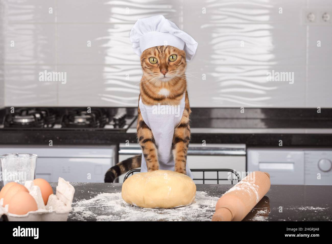 Funny cat in a chefs costume near the dough at the kitchen table Stock ...