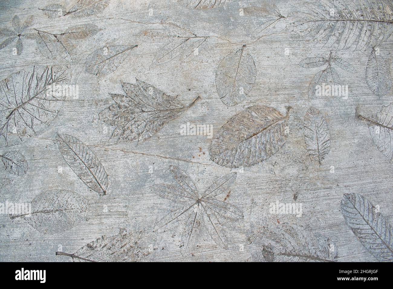 Leaves captured hi-res stock photography and images - Alamy