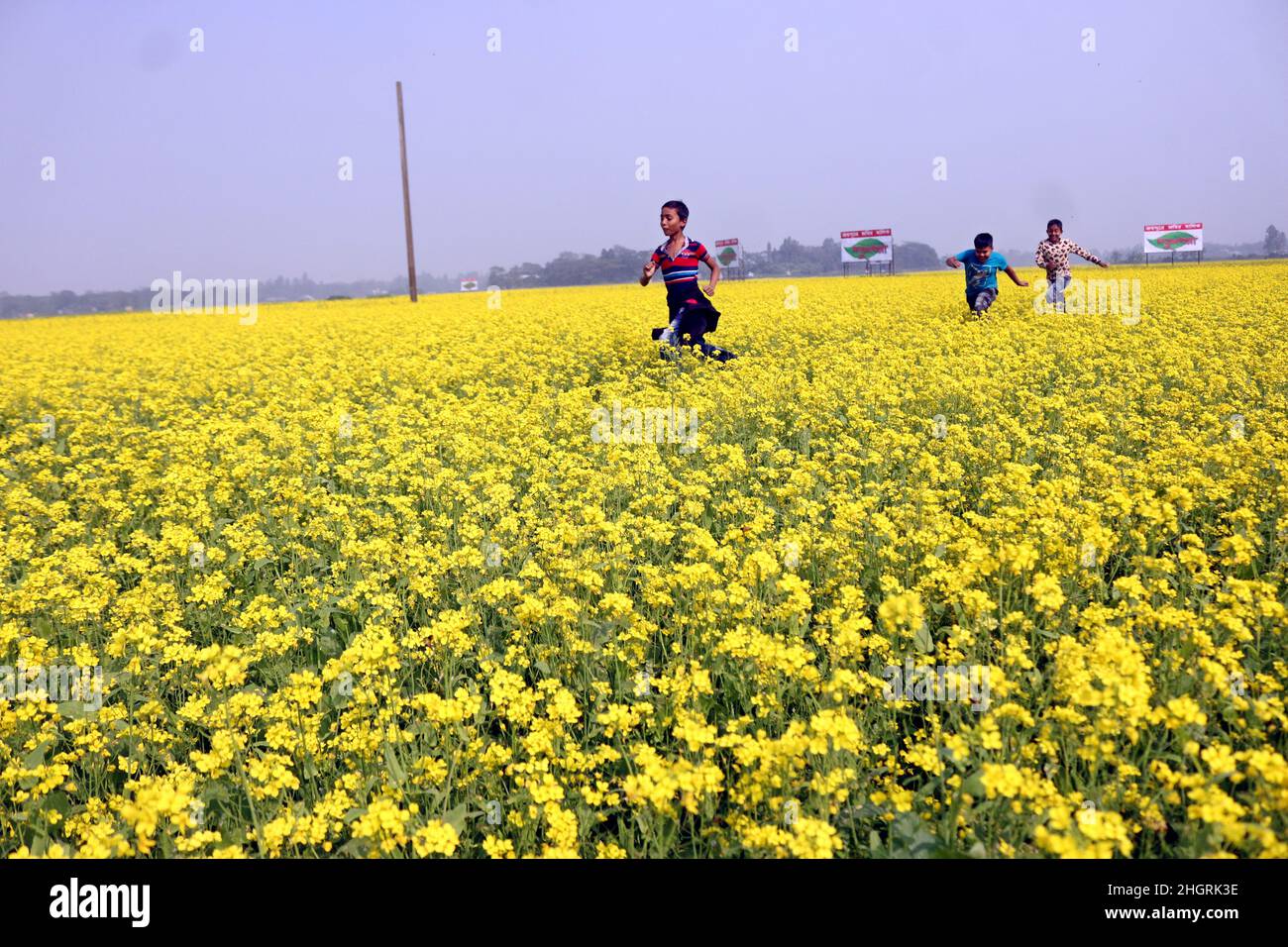JANUARY 22,2022,DHAKA,BANGLADESH- Children are playing in the mustard ...