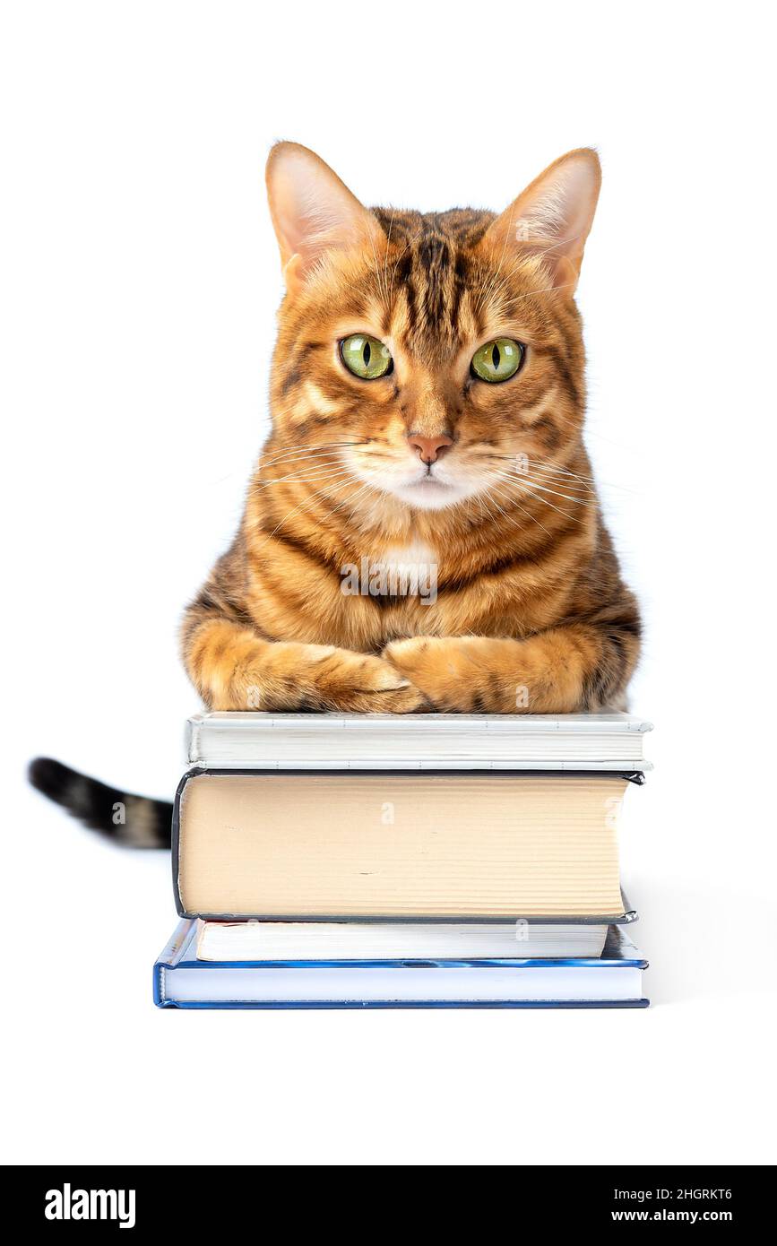 Stack of books and cat hi-res stock photography and images - Alamy