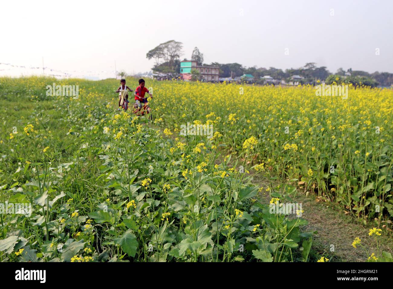 JANUARY 22,2022,DHAKA,BANGLADESH- Children are playing in the mustard ...
