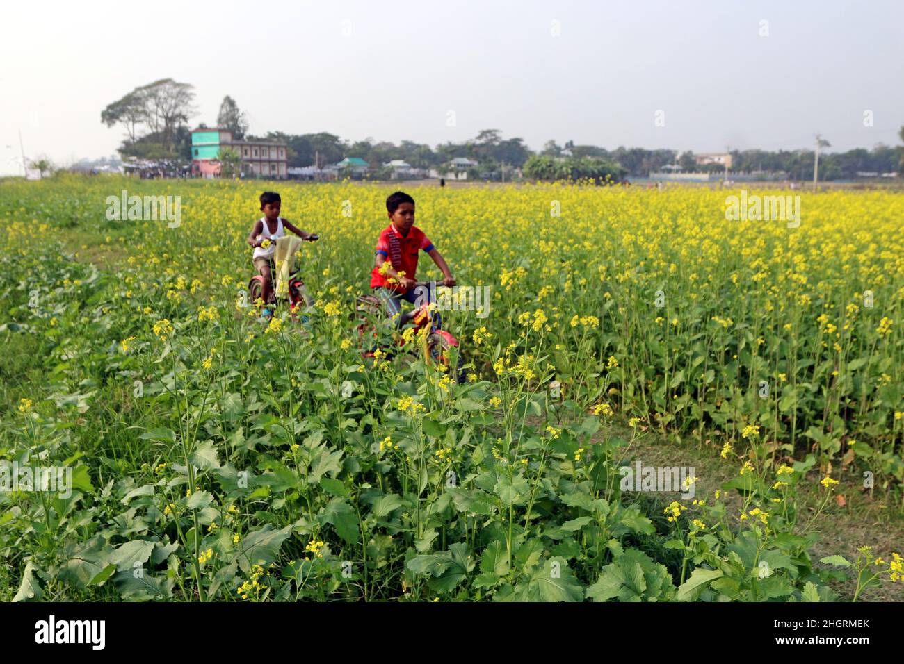 JANUARY 22,2022,DHAKA,BANGLADESH- Children are playing in the mustard ...