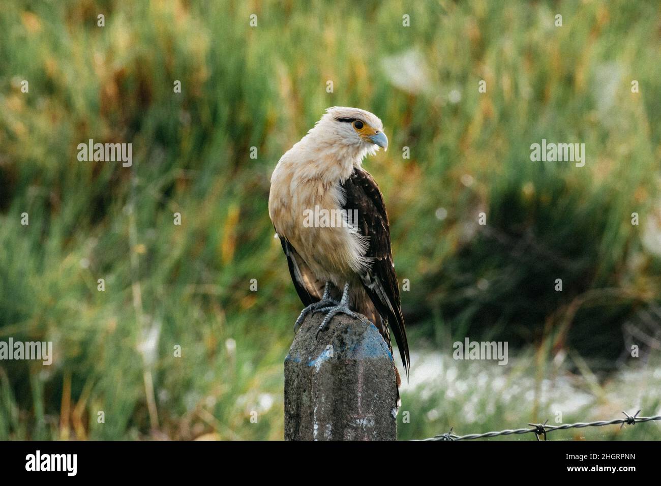 beautiful eagle resting on a wire fence ready to hunt Stock Photo - Alamy
