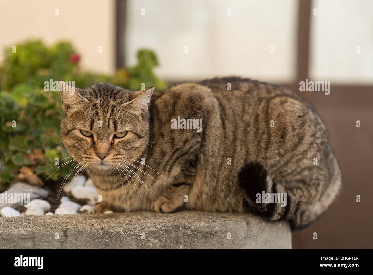 Domestic short-haired cat perched on a low wall, pet in outdoor Stock ...