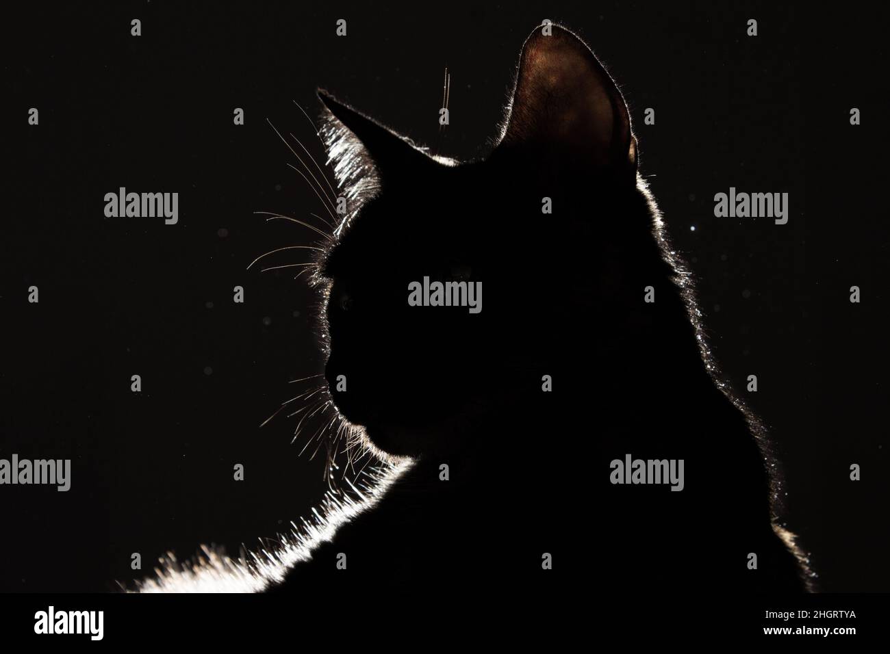 Cat backlight hi-res stock photography and images - Alamy