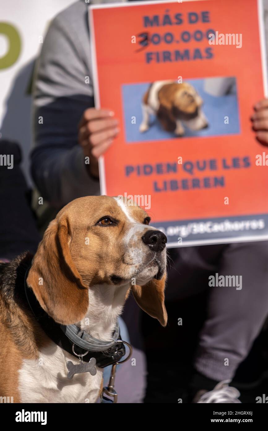 Barcelona, Spain. 22nd Jan, 2022. A Beagles breed dog is seen during ...