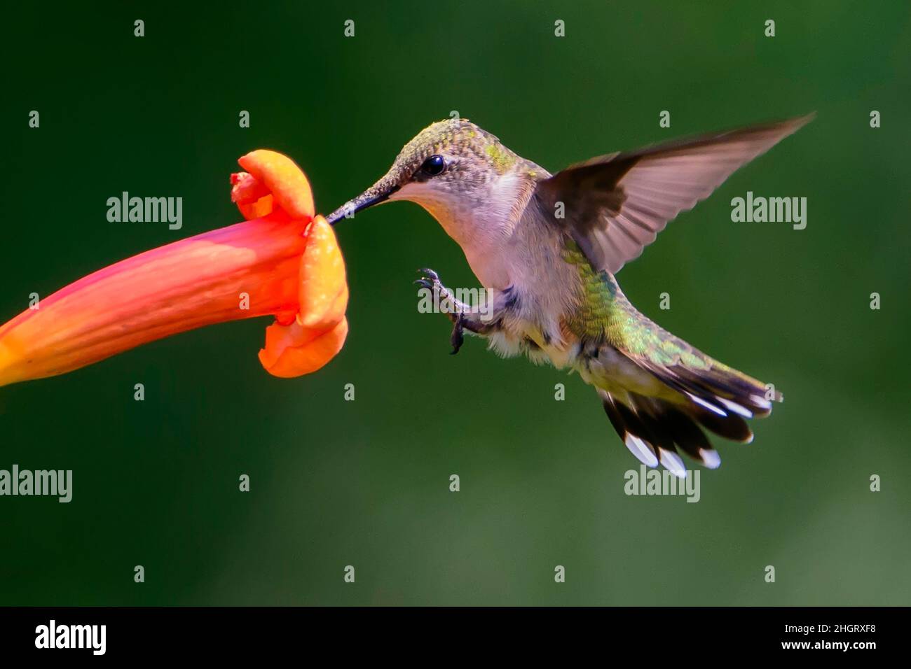 Trumpeter flower hi-res stock photography and images - Alamy