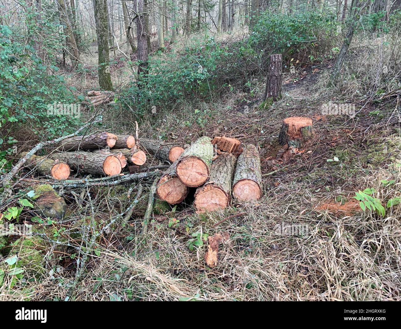 Irchester Country Park Northamptonshire UK Stock Photo - Alamy