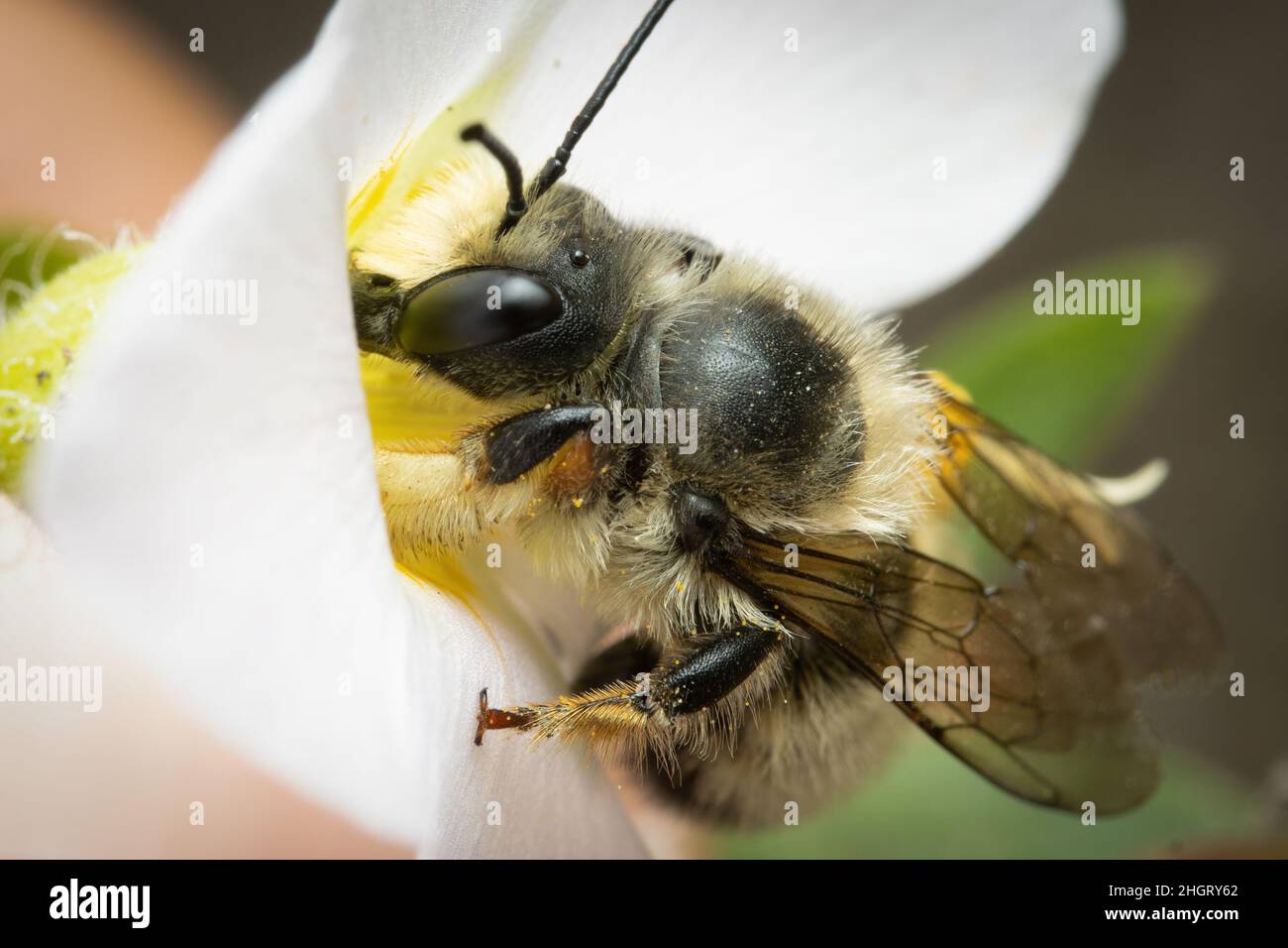 Leafcutter Bee Male Stock Photo - Alamy