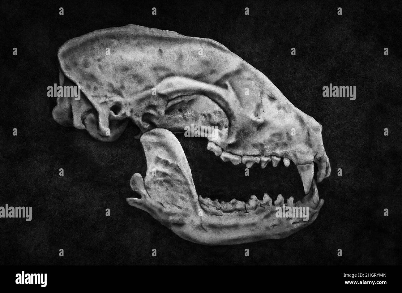 Picture skull animals hi-res stock photography and images - Alamy