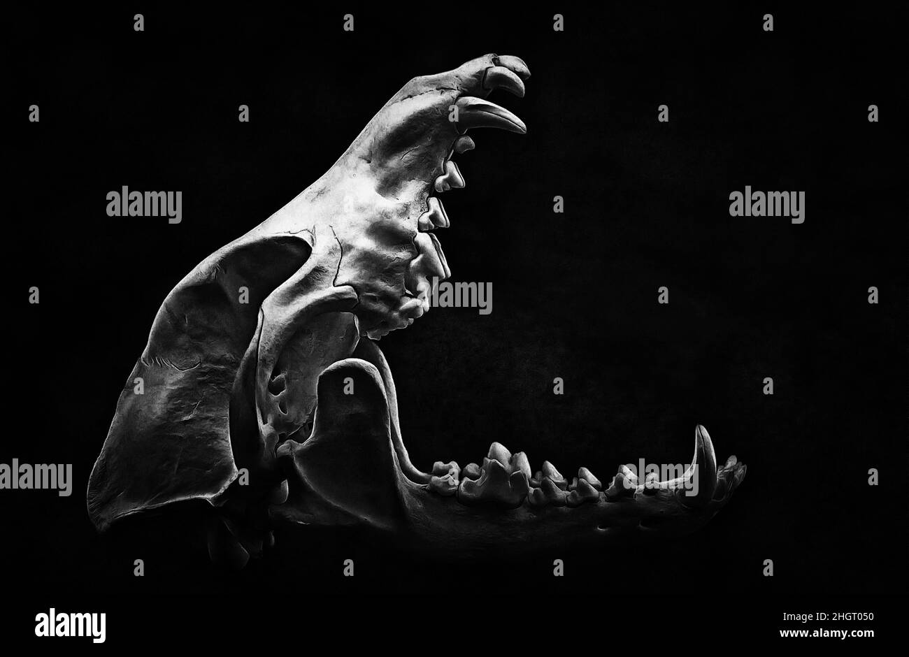 Wolf bones anatomy hi-res stock photography and images - Alamy