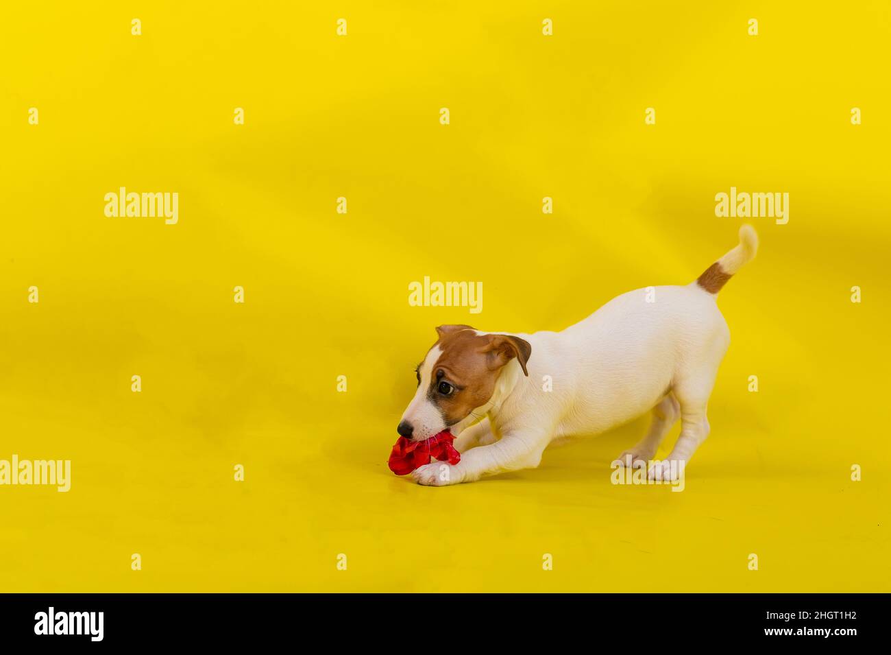 Puppy Jack Russell Terrier plays with a red tulip bud. Shorthair ...