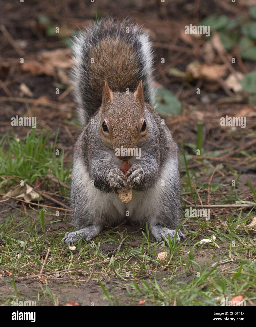 Squirrel pox virus hi-res stock photography and images - Alamy