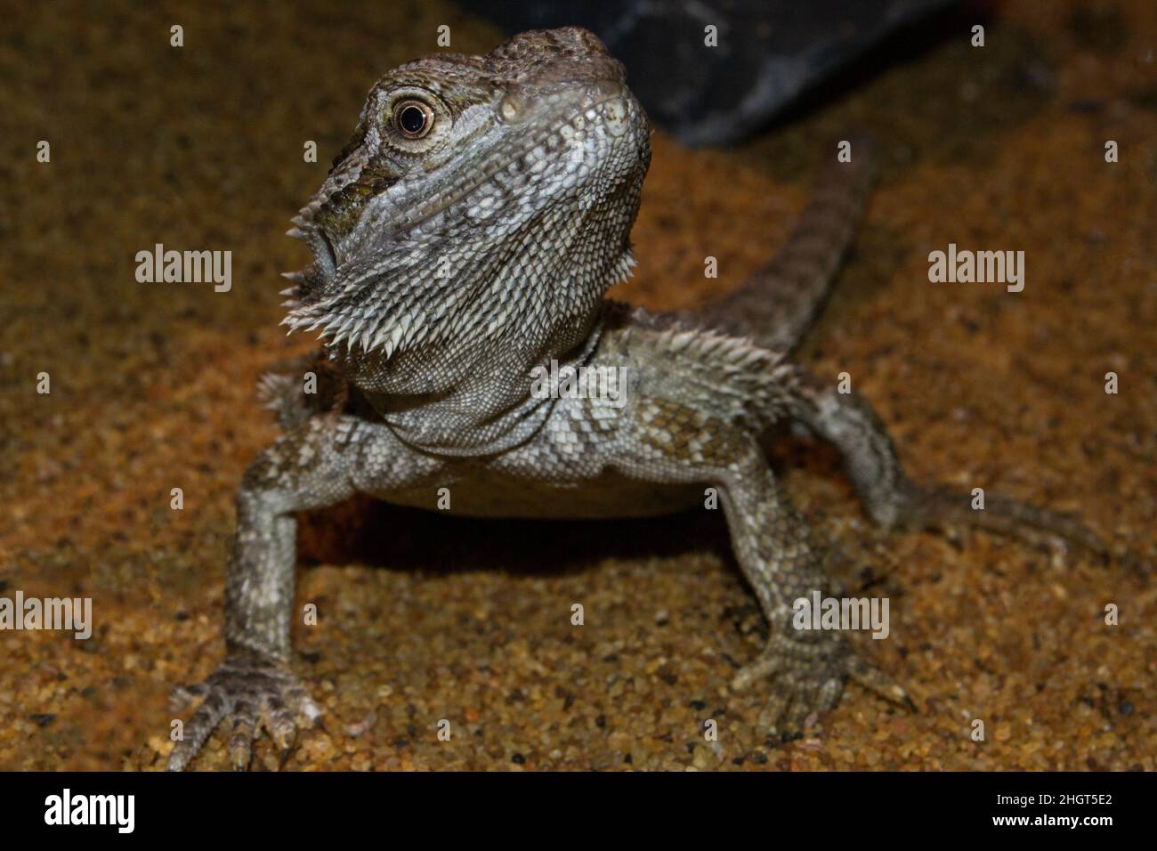 Bearded dragon looking to camera while standing on sand Stock Photo - Alamy