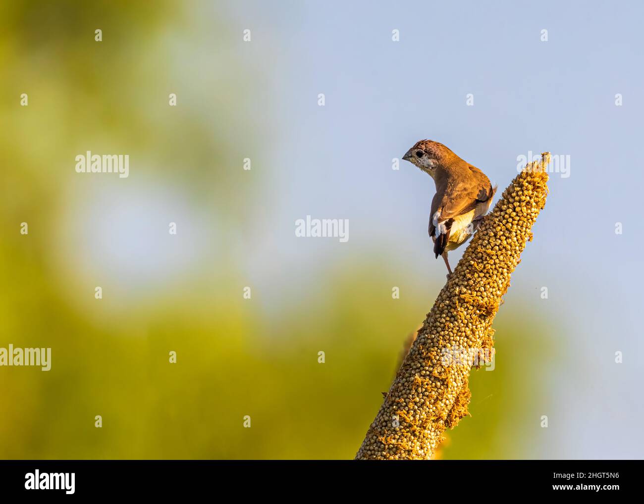 Silver Bill on a Millet Stick enjoying food Stock Photo - Alamy