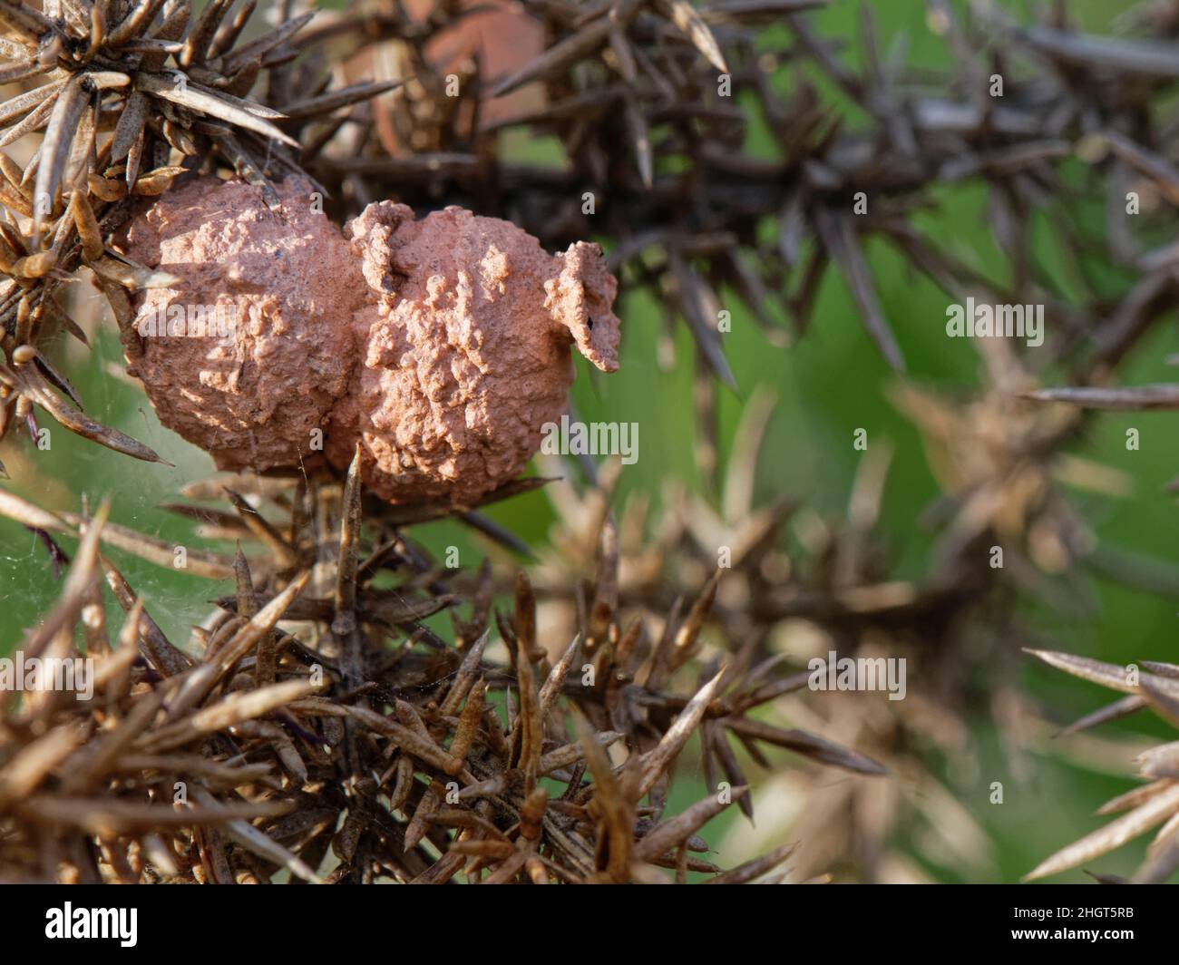 Two completed clay nests built by a Heath potter wasp (Eumenes ...