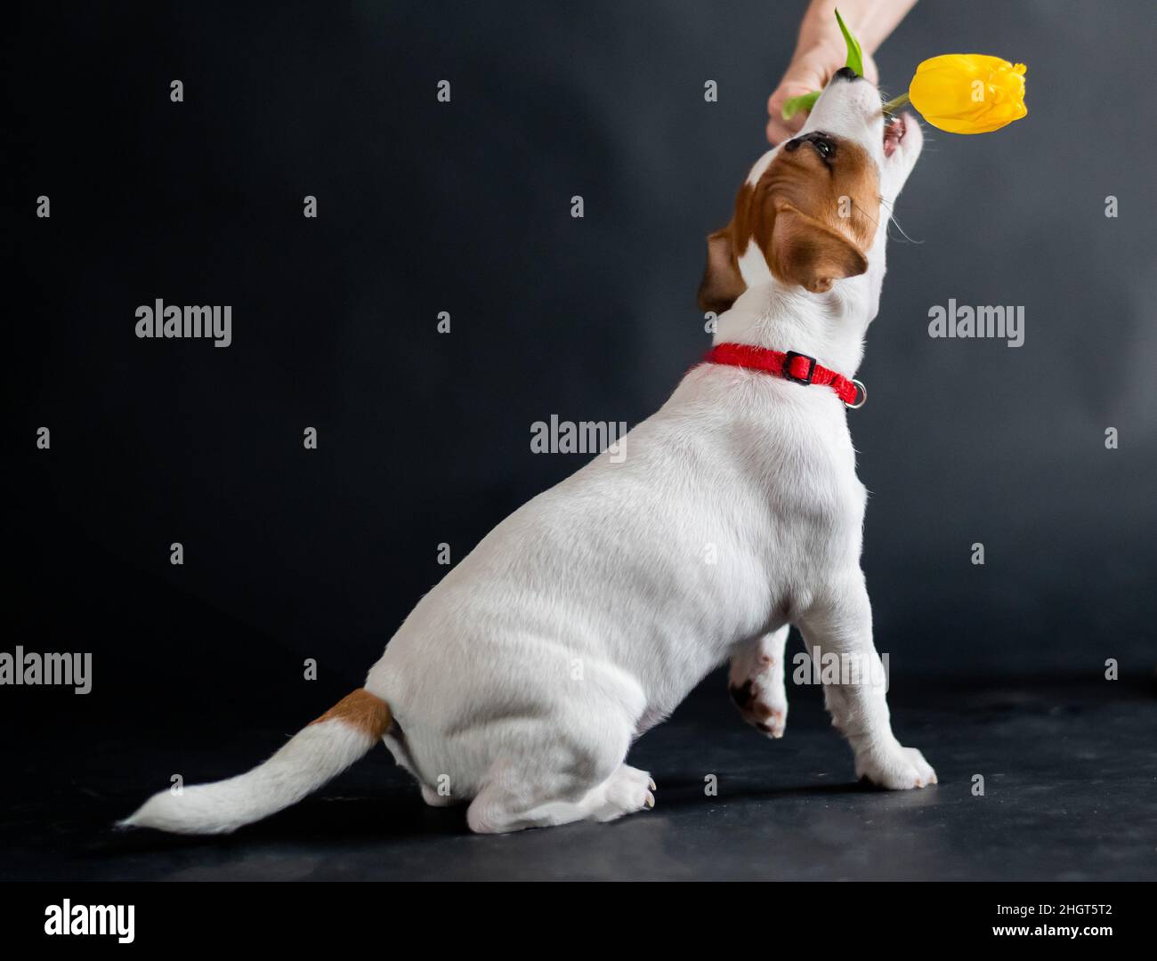Woman teases funny puppy with flower in studio. Little mischievous dog hunts for a tulip on a ...