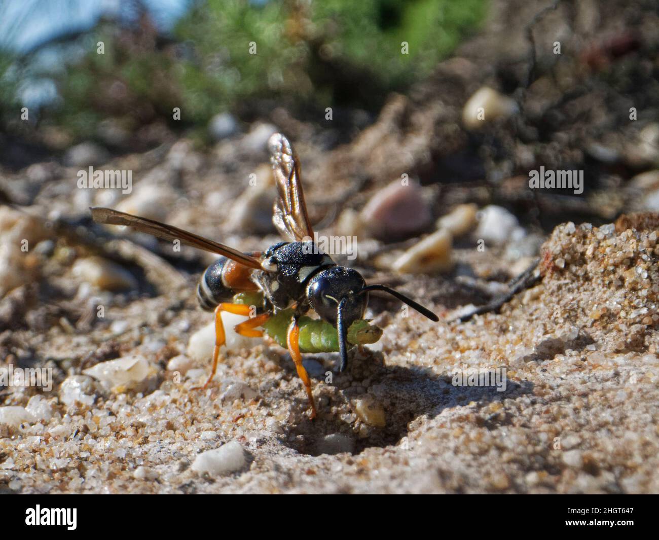 Rare british moth hi-res stock photography and images - Alamy