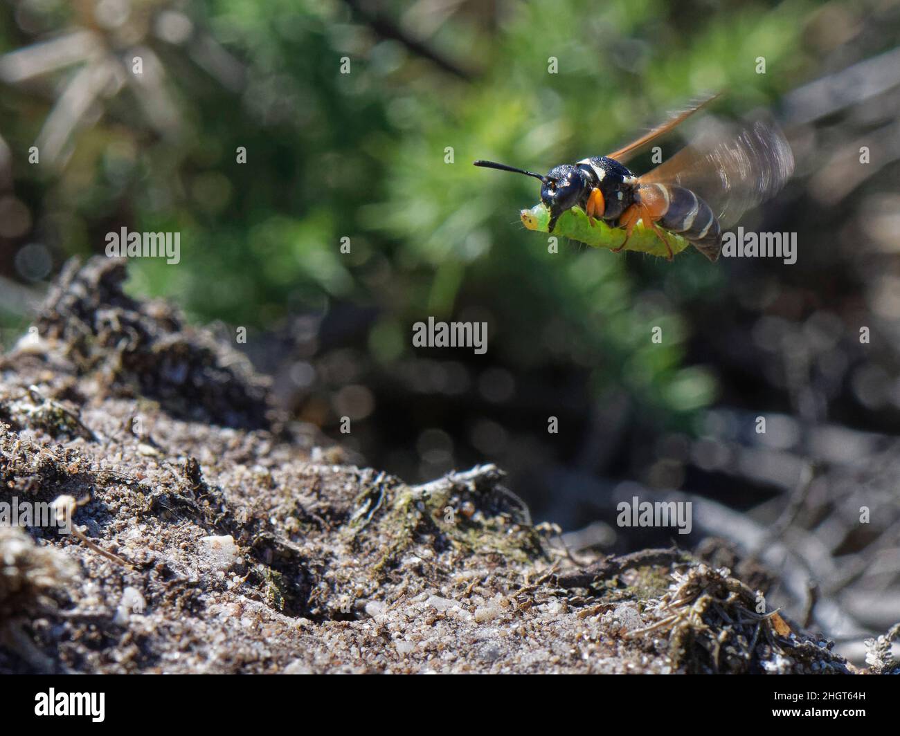Purbeck mason wasp (Pseudepipona herrichii) female flying to her nest ...