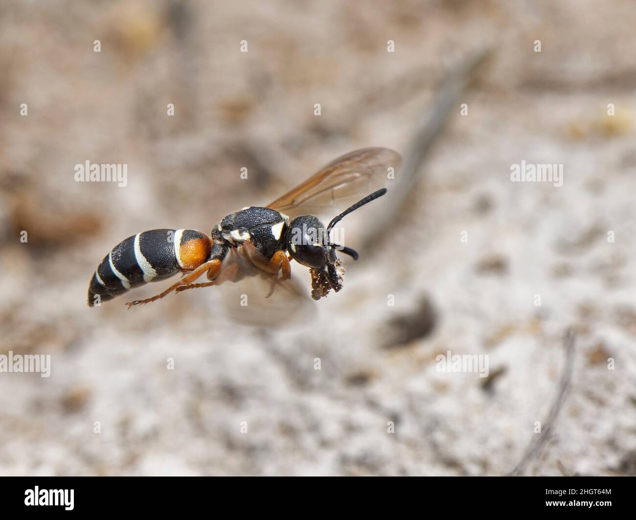 Mason wasp hi-res stock photography and images - Alamy