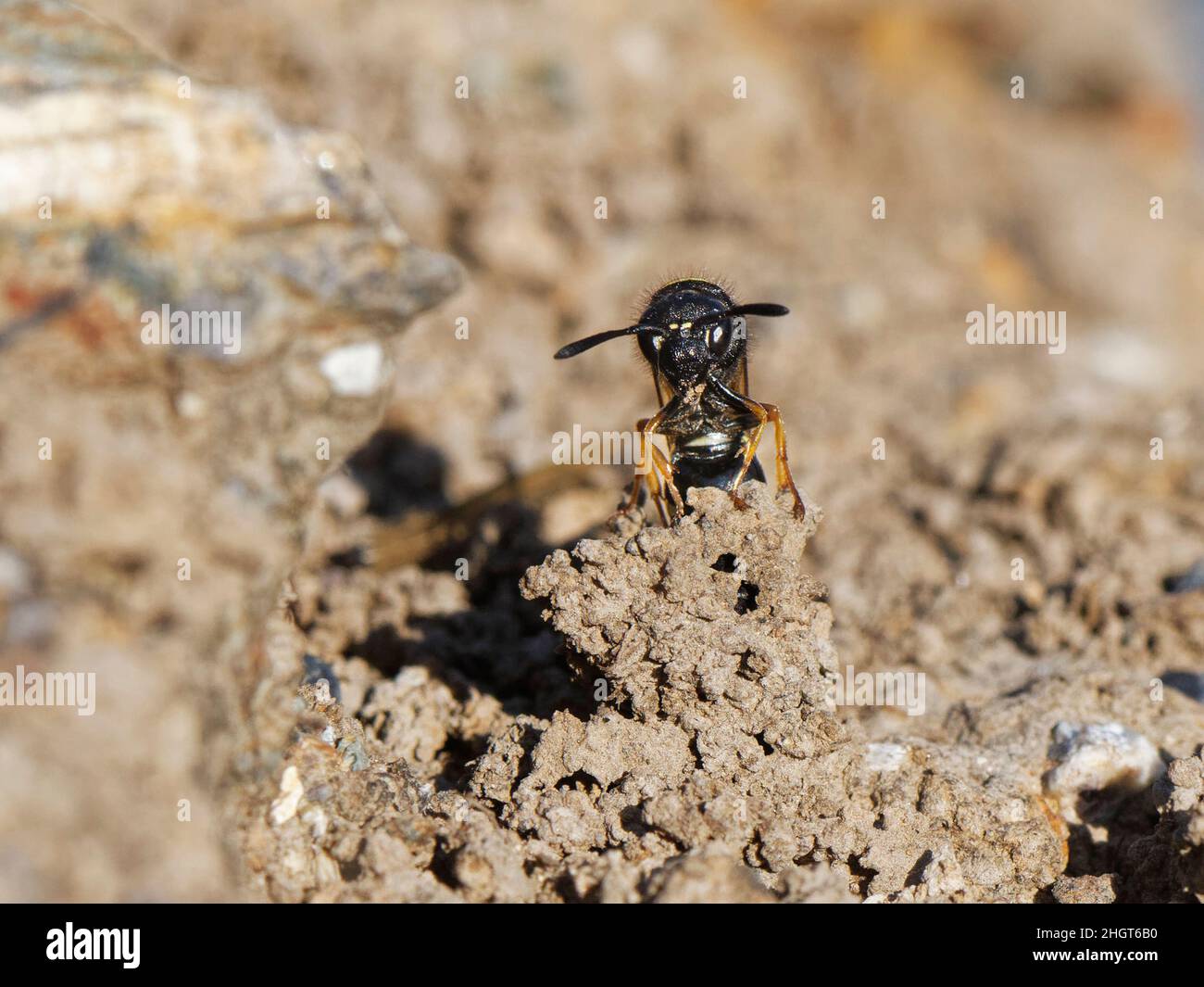 Spiny mason wasp (Odynerus spinipes) entering the ornate mud chimney ...