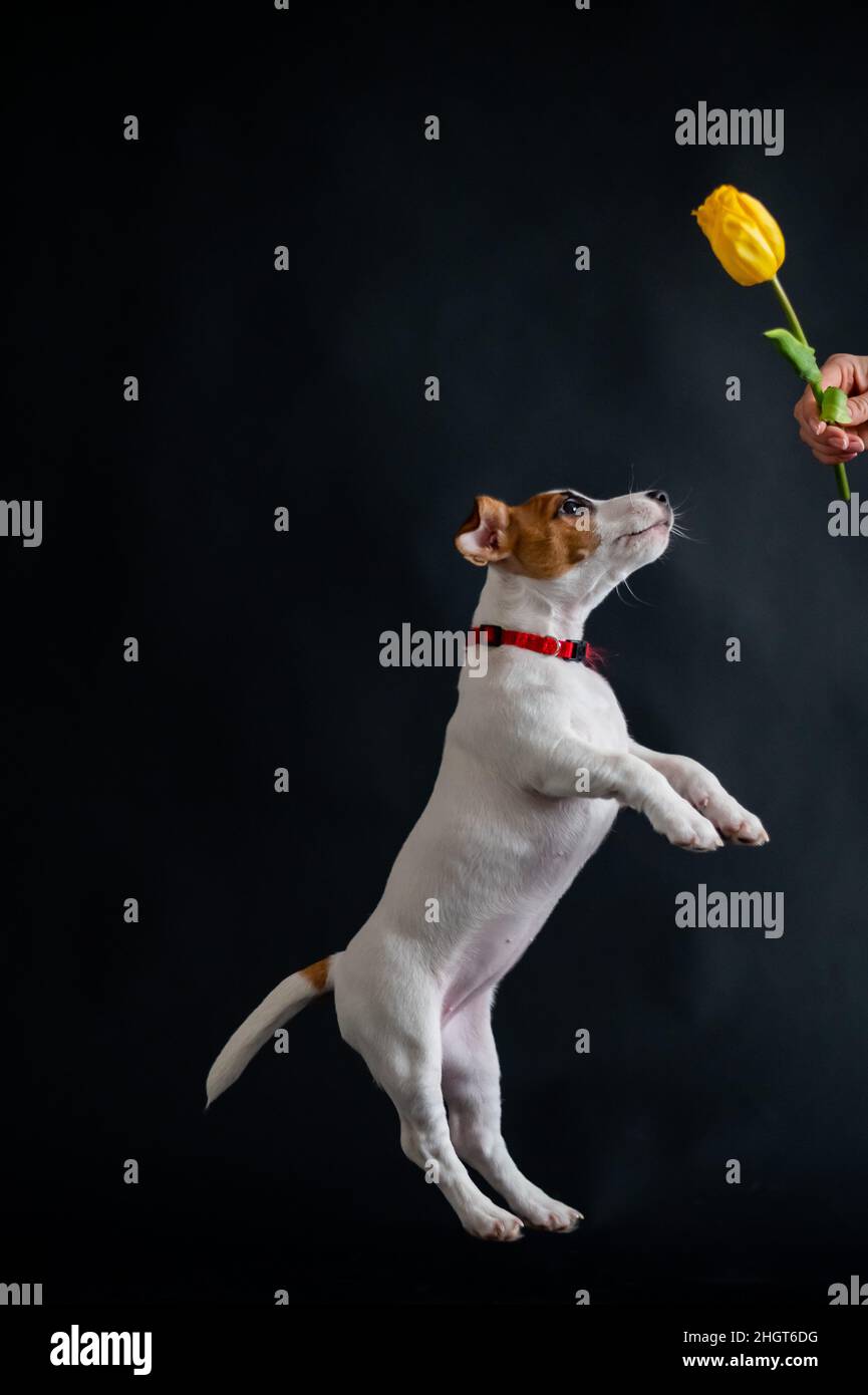 Woman teases funny puppy with flower in studio. Little mischievous dog hunts for a tulip on a ...