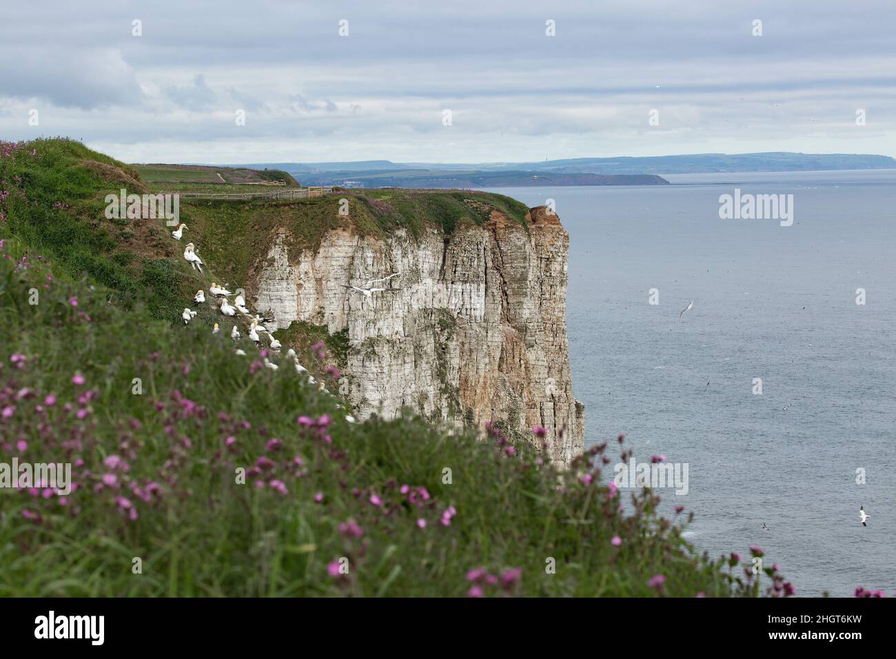 Bempton cliffs East Yorkshire panorama seabird colony Stock Photo - Alamy
