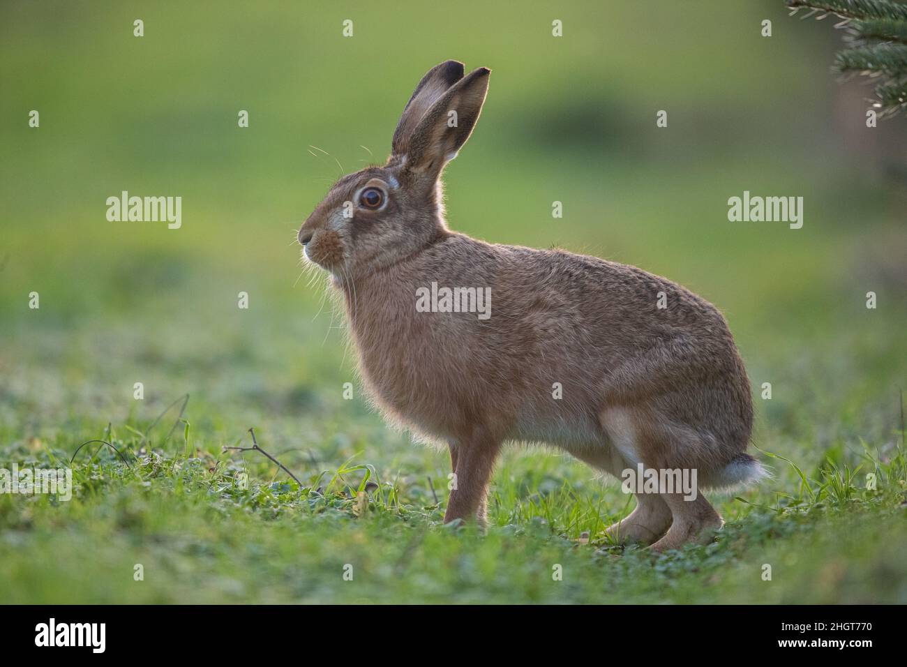 A close up of a wild Brown Hare in a crouched position. Side on ...