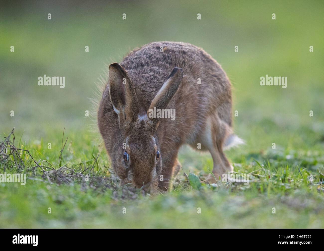 A close up of a wild Brown Hare. Head down , eating but looking at the camera showing the ...