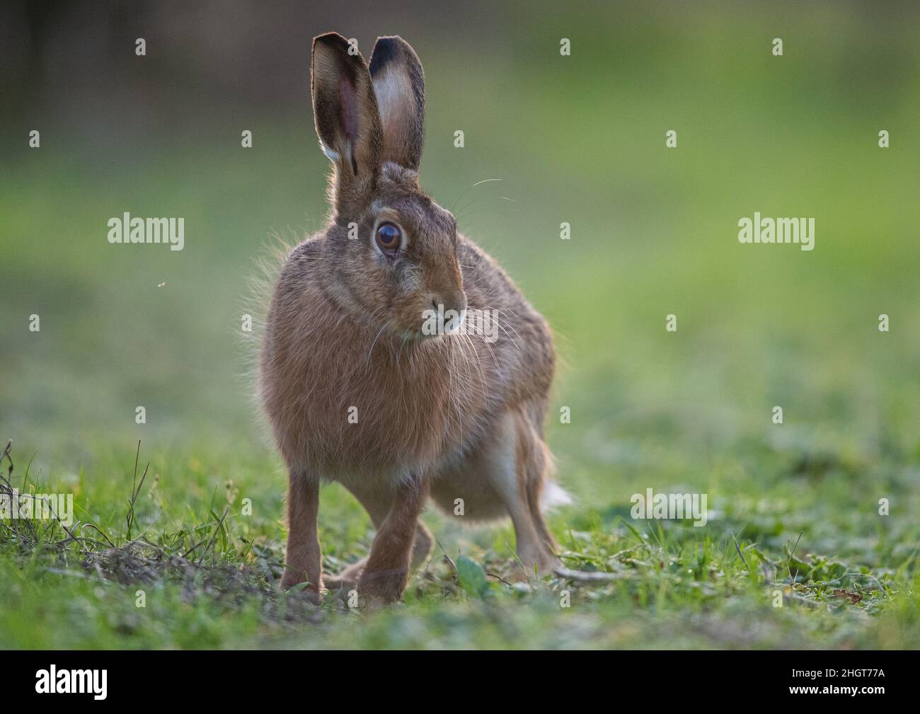A close up of a wild Brown Hare. Head on, looking at the camera showing ...