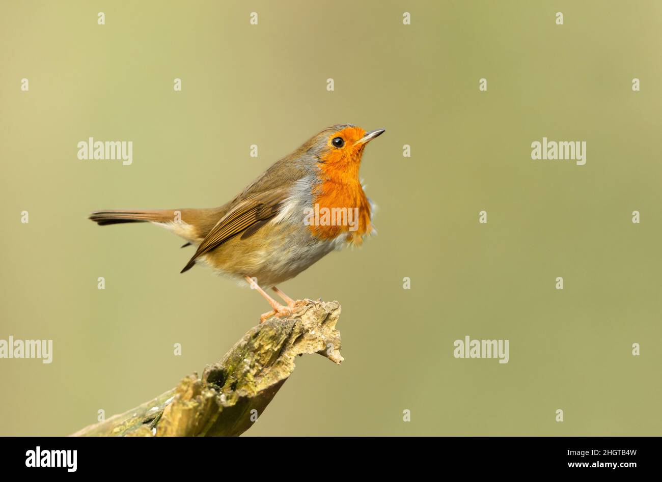 Robin Redbreast. Scientific name: Erithacus rubecula. Close up of a ...