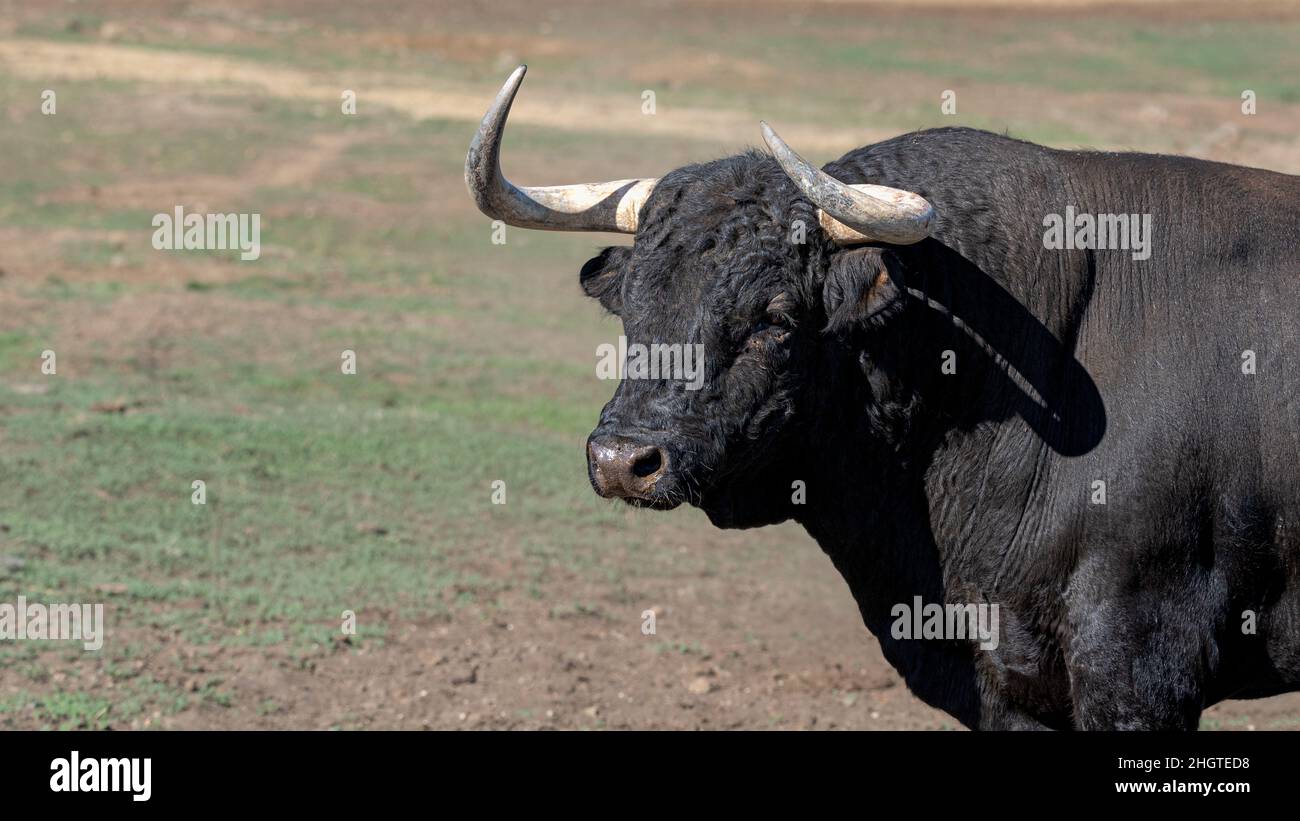 Bull horn hi-res stock photography and images - Alamy