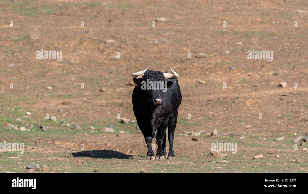 Brave Spanish Bull High Resolution Stock Photography and Images - Alamy
