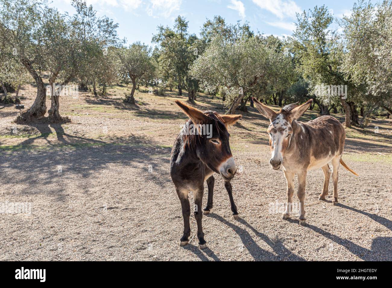 Herd of donkeys in rural scene Stock Photo - Alamy