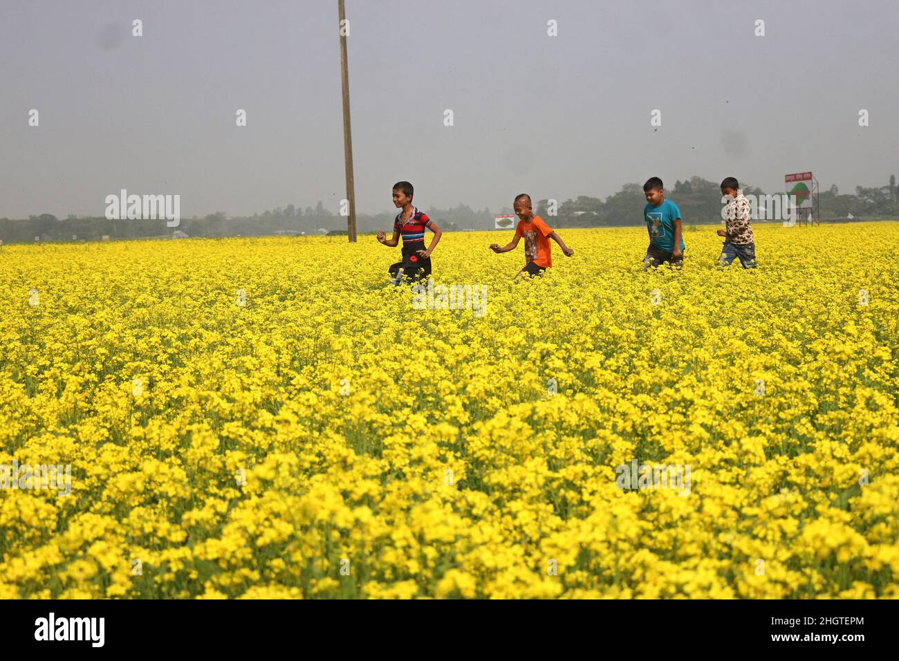 Children are playing in the mustard field and cycling through a yellow ...