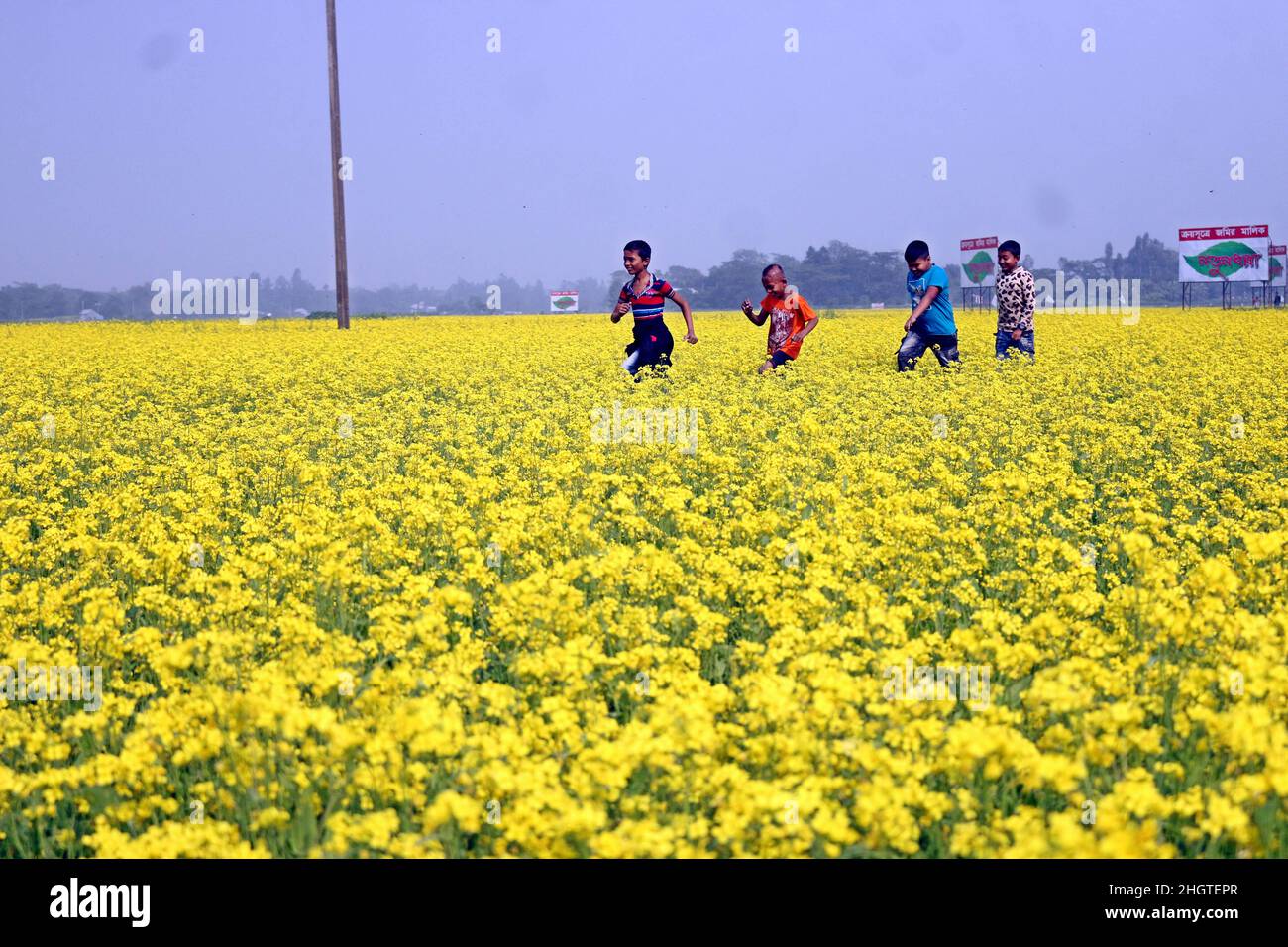 Children are playing in the mustard field and cycling through a yellow ...