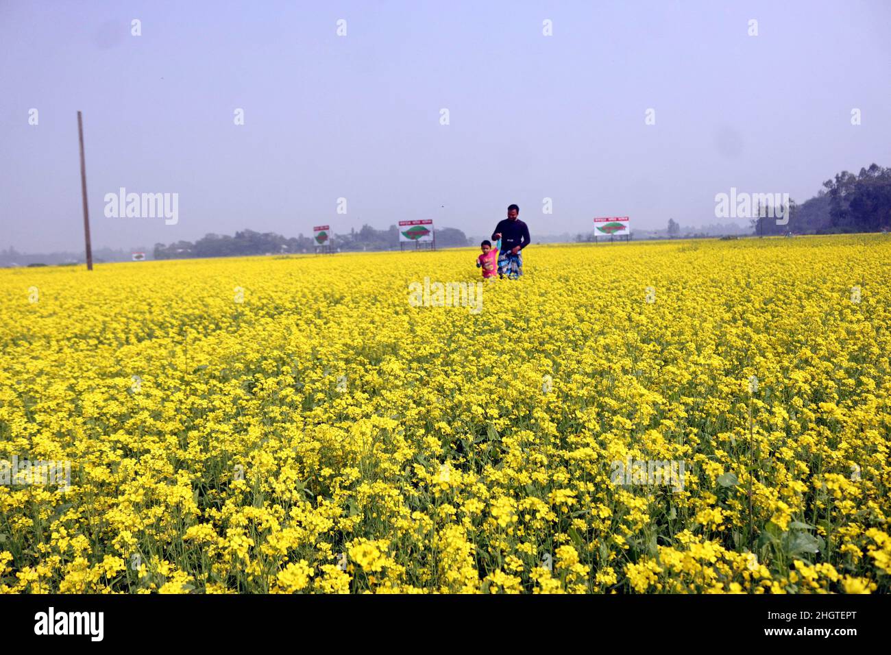 Children are playing in the mustard field and cycling through a yellow ...