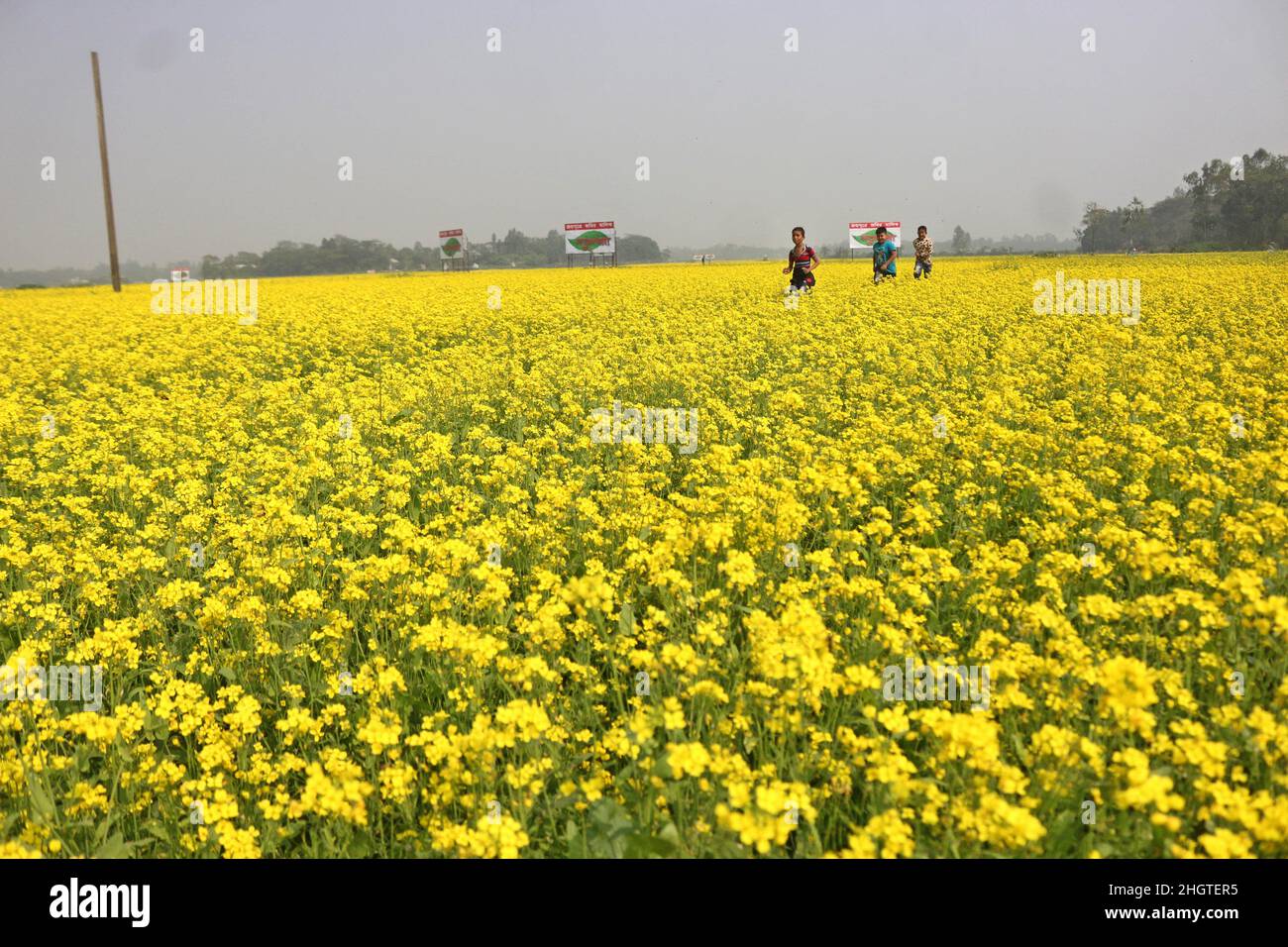 Children are playing in the mustard field and cycling through a yellow ...