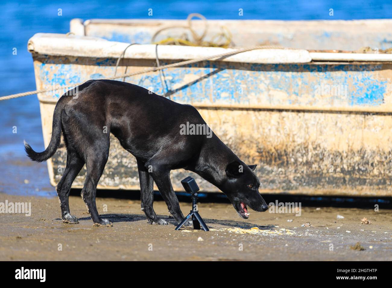 Perro de pesca hi-res stock photography and images - Alamy