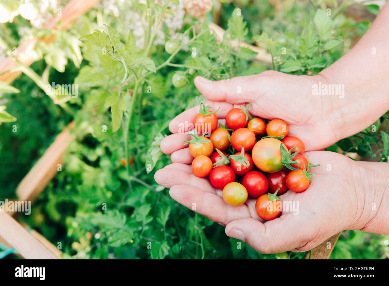From the greenhouse hi-res stock photography and images - Alamy