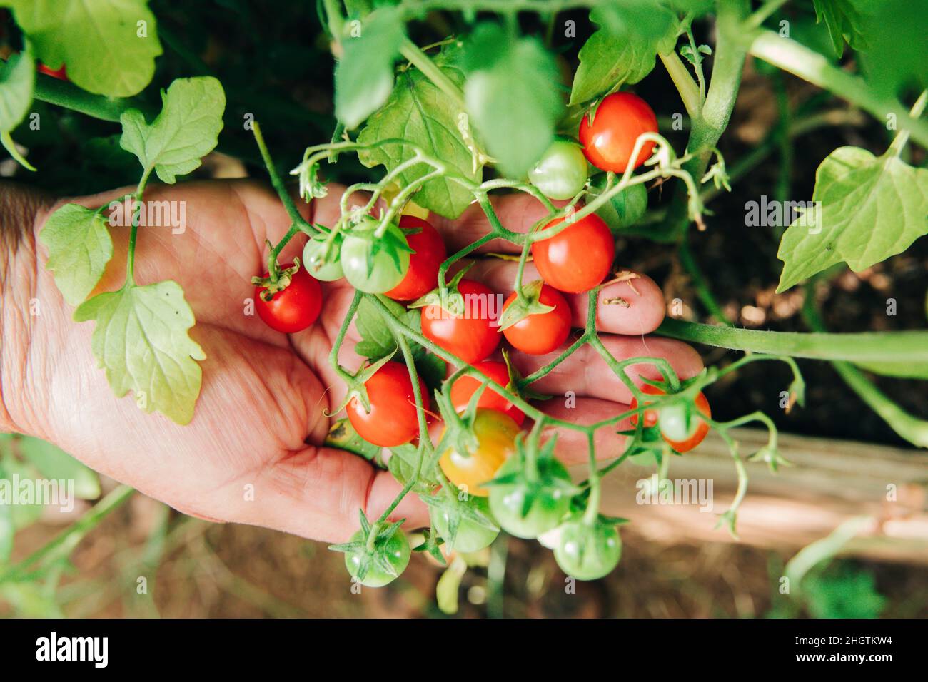 Unrecognizable woman holding a handful of natural organic cherry ...