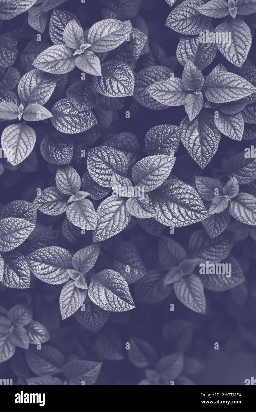 Spur flower or plectranthus leaves from above in misty periwinkle shade ...