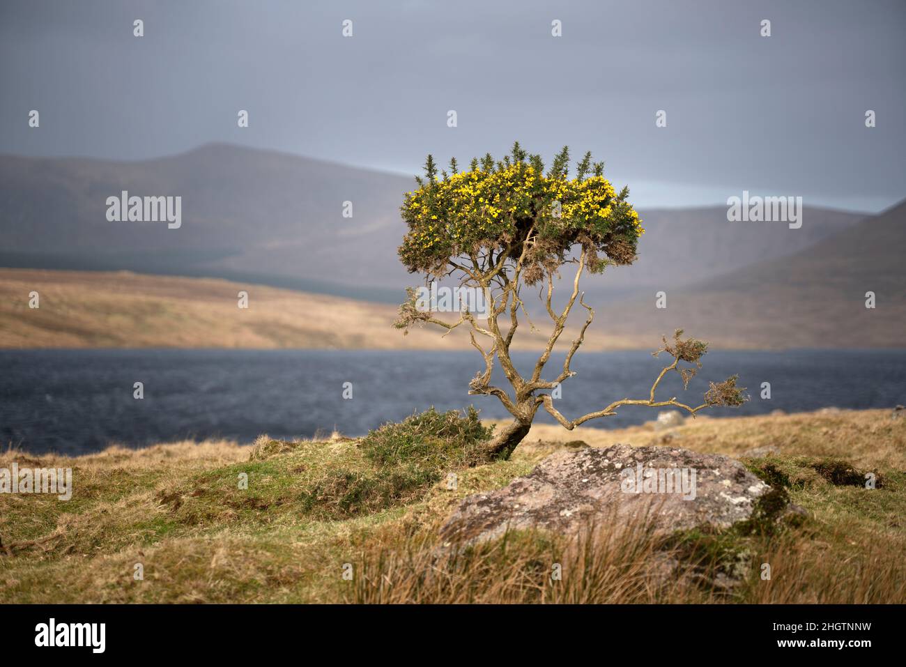The golden yellow flowers of the gorse bushes on the shores of lough ...