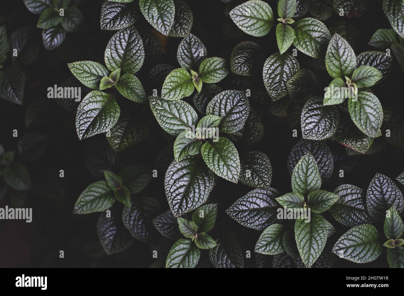 Spur flower leaves from above. Dark botanical background Stock Photo ...
