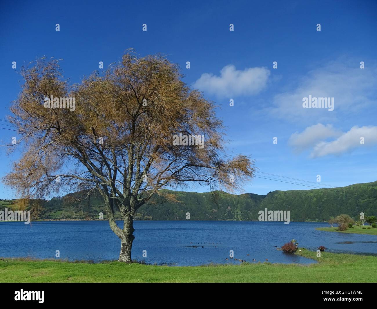 Tree and lake, mountains in background, Azores traveling destination ...