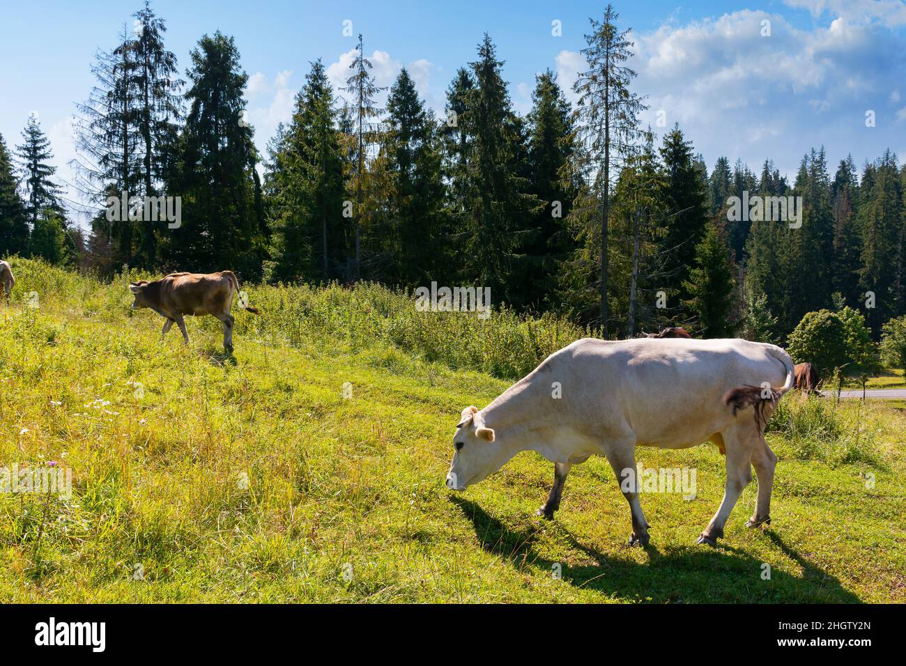 Top view cow pasture near hi-res stock photography and images - Alamy