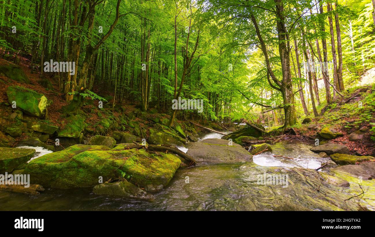 forest river in spring. water flows among the mossy rocks. refreshing ...