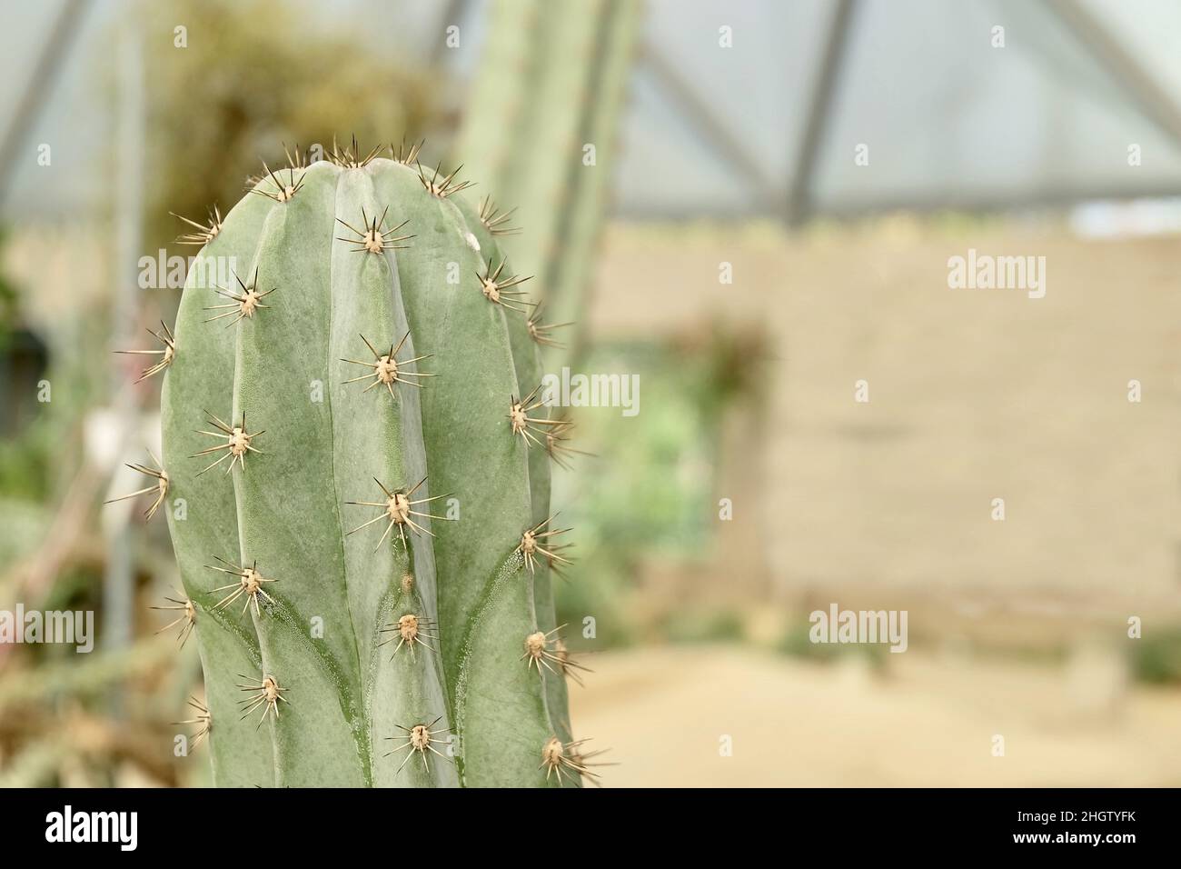 Echinopsis Peruviana or Peruvian Torch Cactus. A Succulent Plants with ...